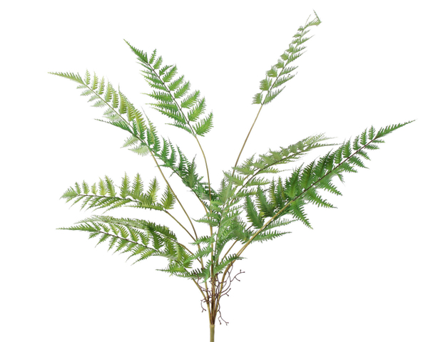 Planta Feto - Tufos | ingarden