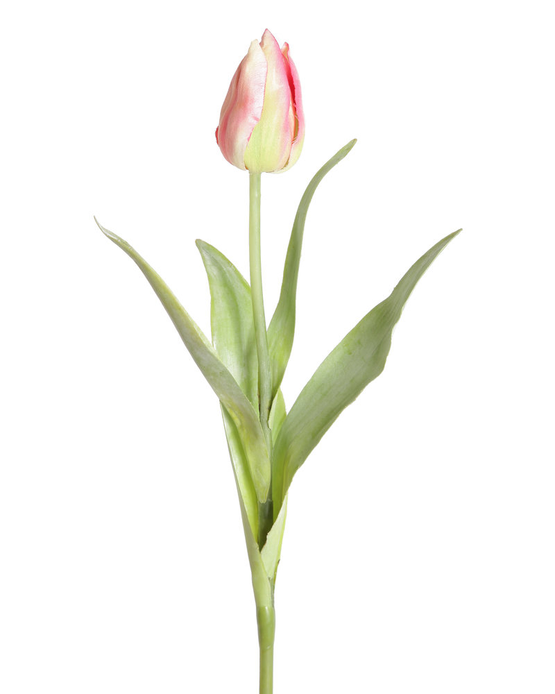 Tulip en punta - Tulipas | ingarden