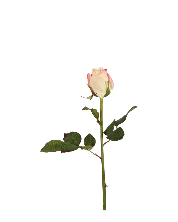 Botón de Rosa - Rosas | ingarden