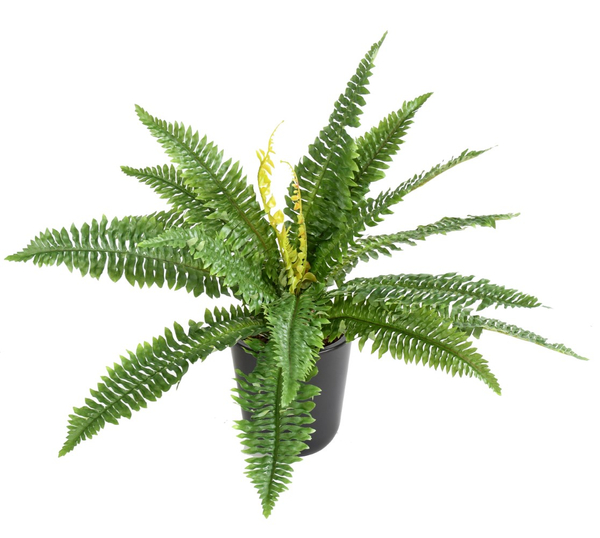 Fetos - Plantas Artificiais | ingarden
